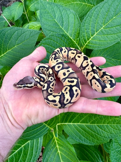 Pastel Het Genetic Stripe Het Hypo 50% Het Clown Ball Python by PhD Pythons