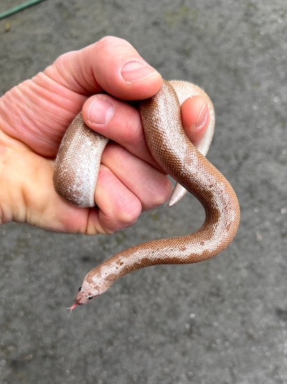 Unusual Anery Stripe Kenyan Sand Boa by PhD Pythons