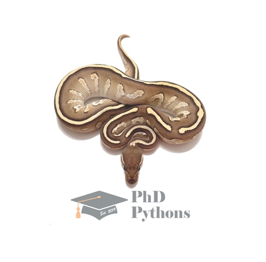 Black Head Butter Hypo Het Genetic Stripe 50% Het Clown Ball Python by ...