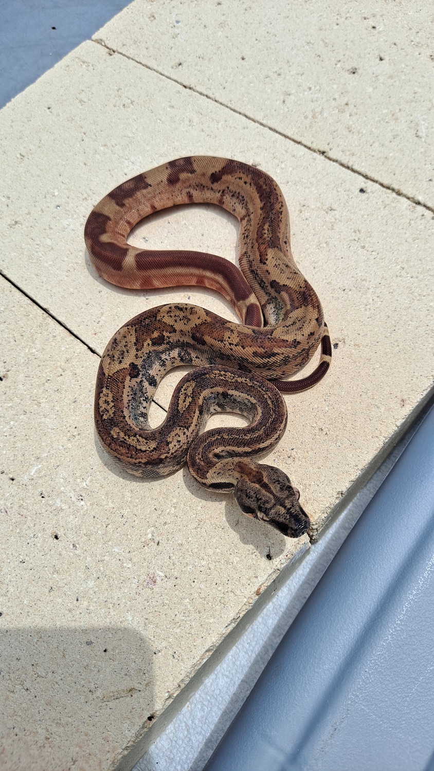 Super Hypo Summit Pastel Jungle Img Het Red Dragon. Boa Constrictor by ...