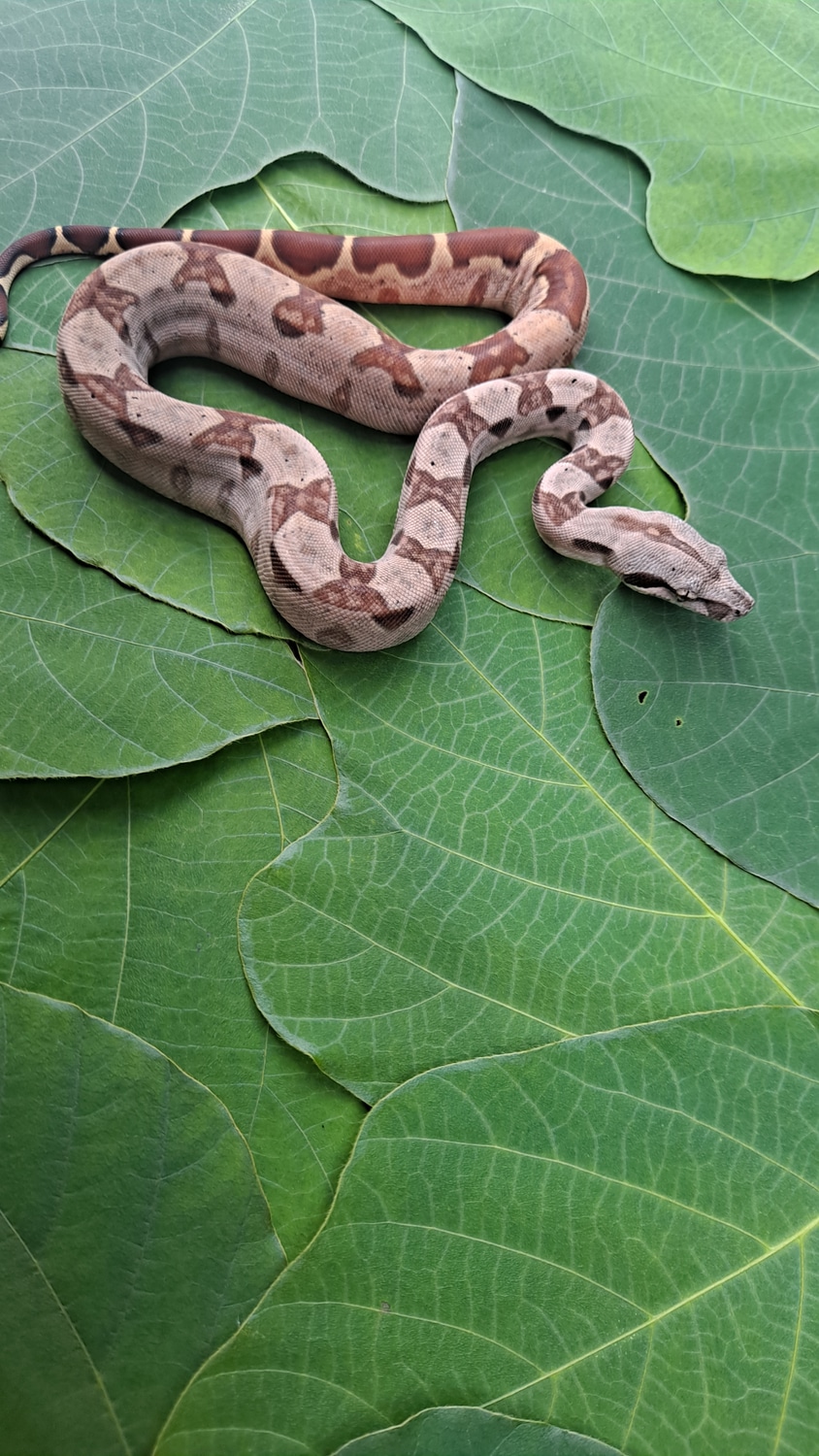 Red Dragon Maker. Boa Constrictor by Blue Ridge Boas - MorphMarket