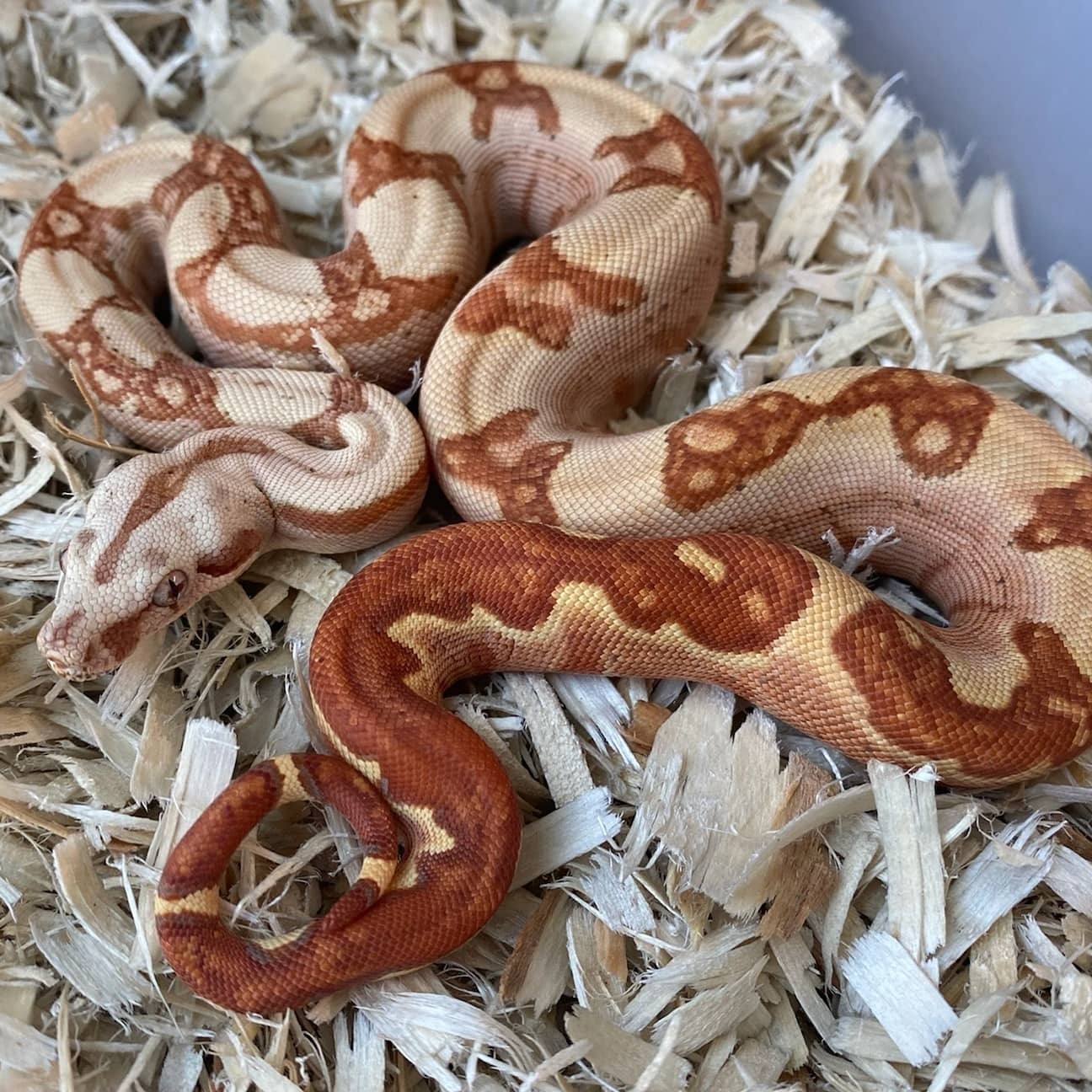 Vpi Sunglow Poss Het Spector Boa Constrictor by Blue Ridge Boas ...