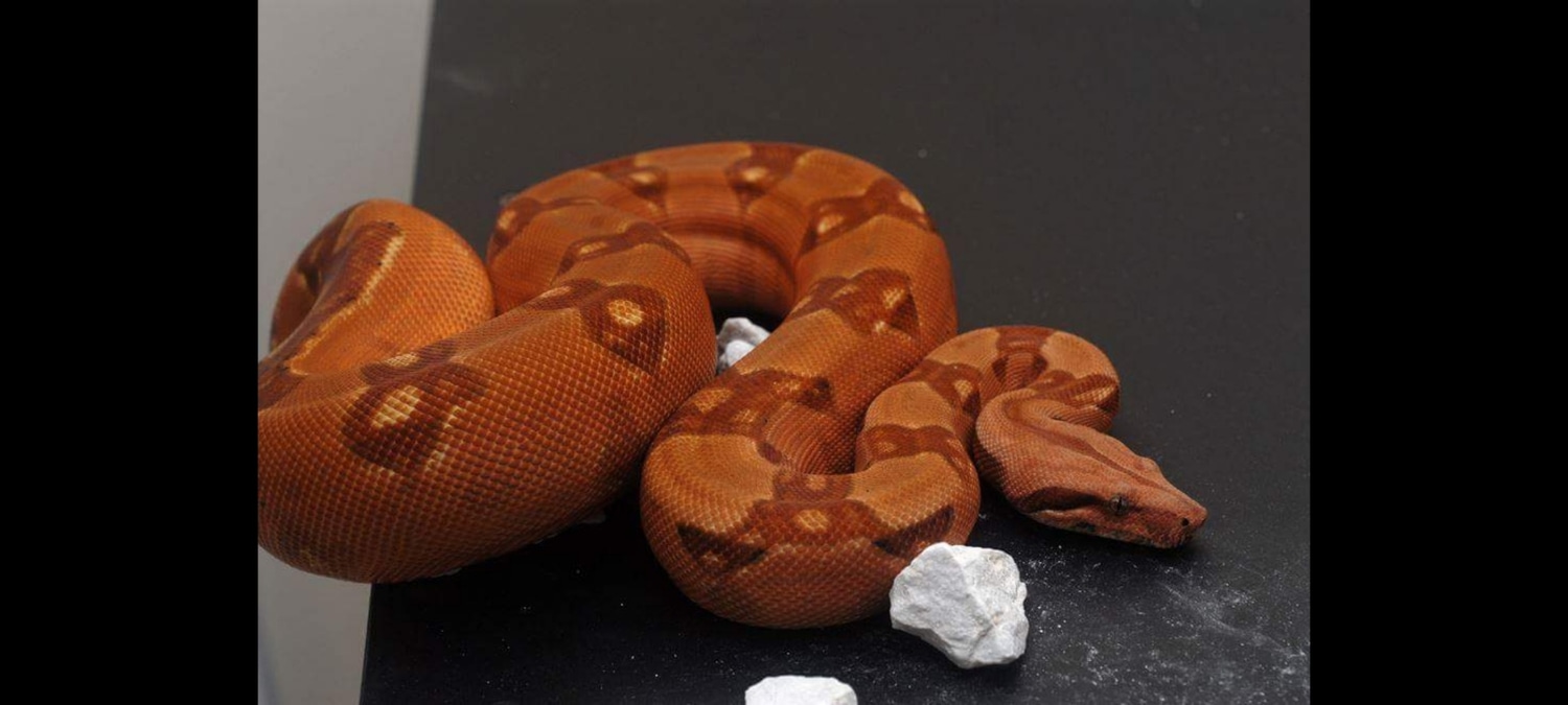 Cherry Pastel Labby Boa Constrictor by Blue Ridge Boas - MorphMarket