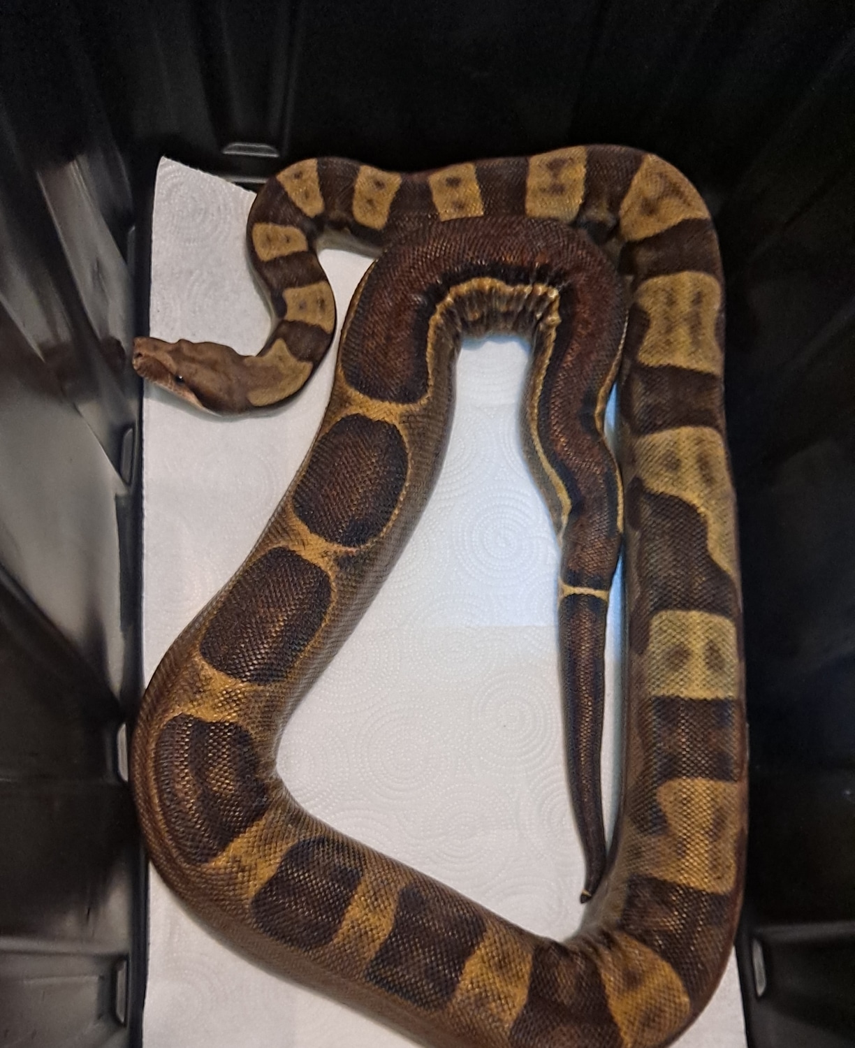Jungle Motley Het Kahl Ready To Breed Boa Constrictor by Blue Ridge ...