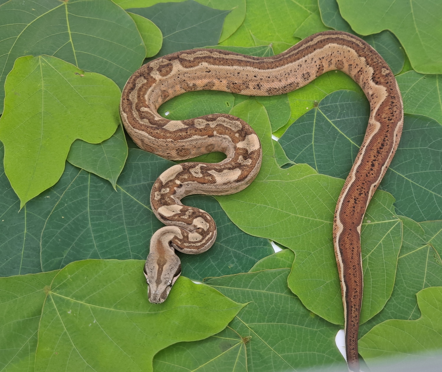Hypo Poss Het Spector Boa Constrictor by Blue Ridge Boas - MorphMarket