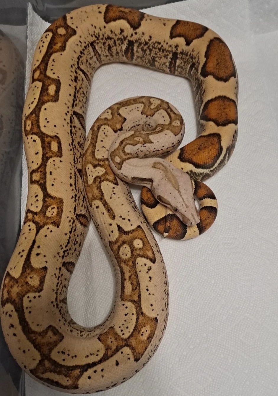 Vpi Jungle Boa Constrictor by Blue Ridge Boas - MorphMarket