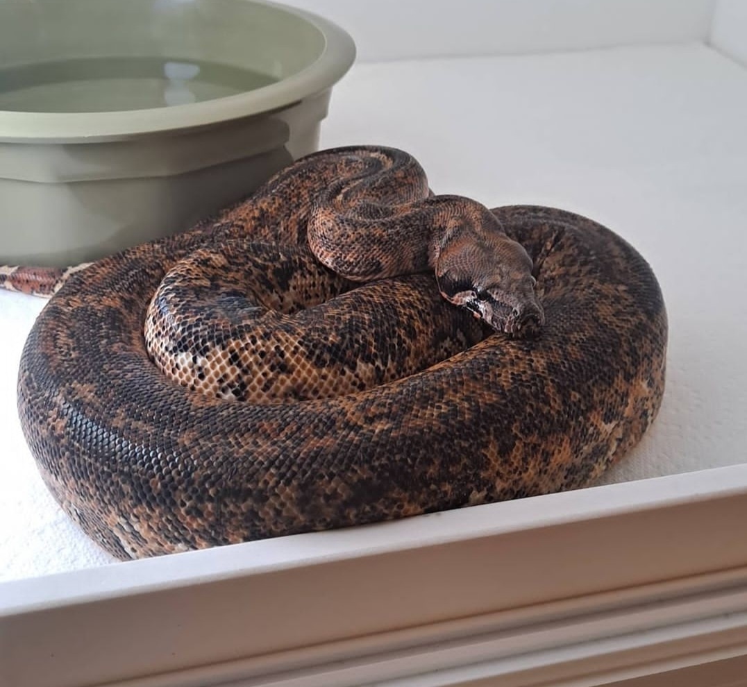 Poss Super Orange Tail Hypo Leopard. Boa Constrictor by Blue Ridge Boas ...