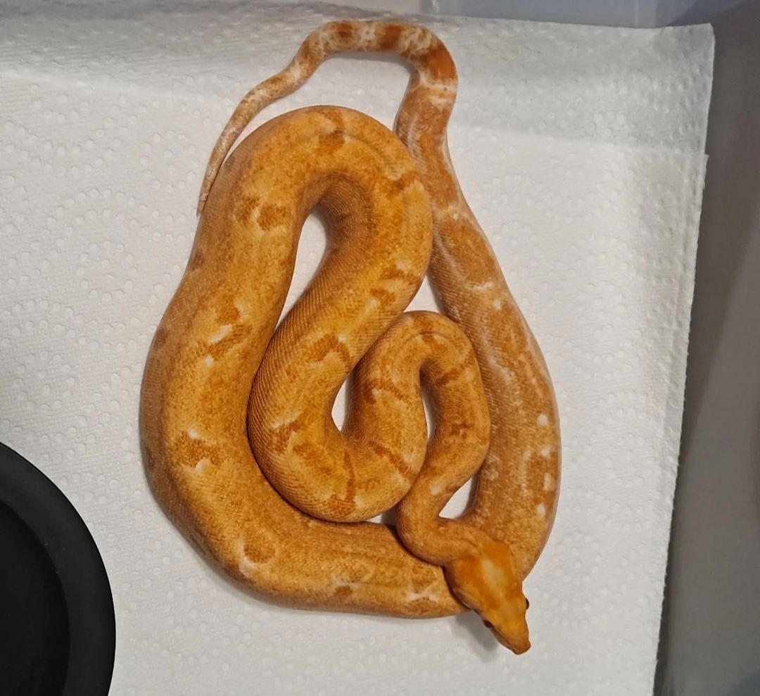 Ready To Breed Sunglow Leopard! Boa Constrictor by Blue Ridge Boas ...