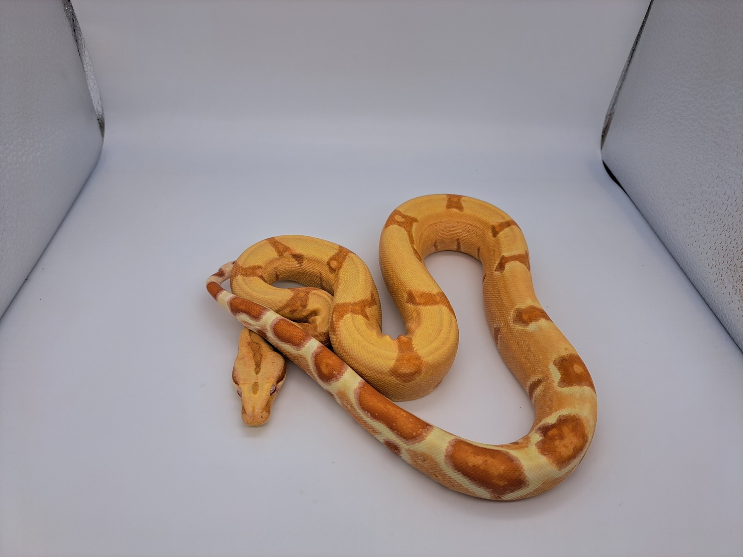 Lipstick Line Sunglow! Boa Constrictor by Blue Ridge Boas - MorphMarket