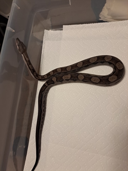 Rdr Bea Motley 66% Het Spector Boa Constrictor by Blue Ridge Boas