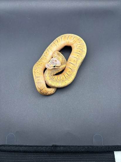 Pastel Pinstripe Butter Het Clown Ball Python by MC Reptiles