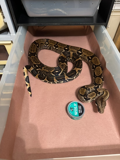 Blue” Costa Rica Boa Boa Constrictor by Matt White Reptiles