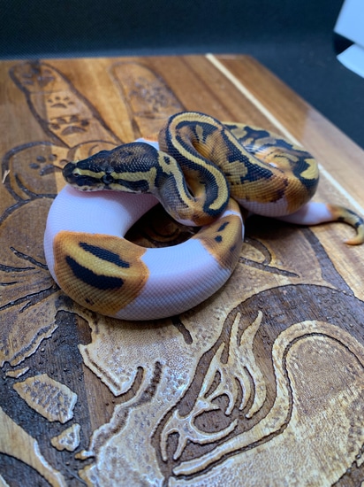 Leopard Pied 100% Het Ultramel Ball Python by PeaceNPets