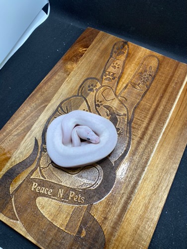 🔥BEL- Bamboo Lesser🔥 Ball Python by PeaceNPets