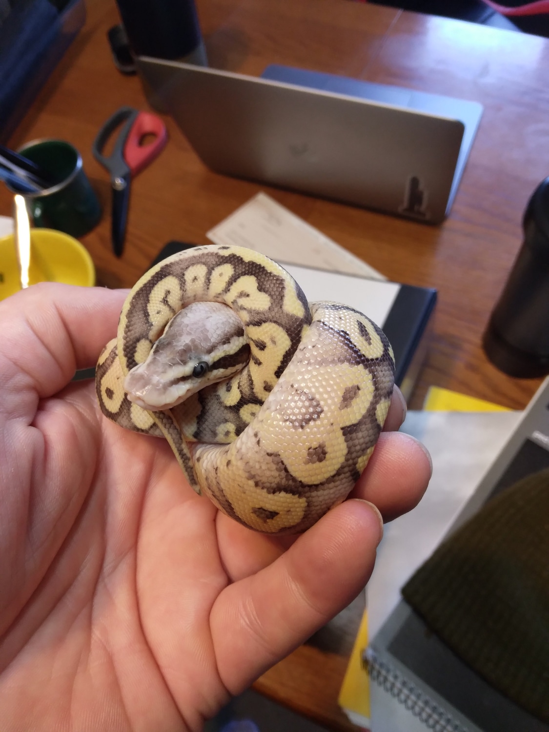 Superfly Ball Python by Maverick Clutch - MorphMarket