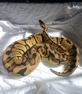 Pastel Arroyo Het Clown Ball Python by Maverick Clutch