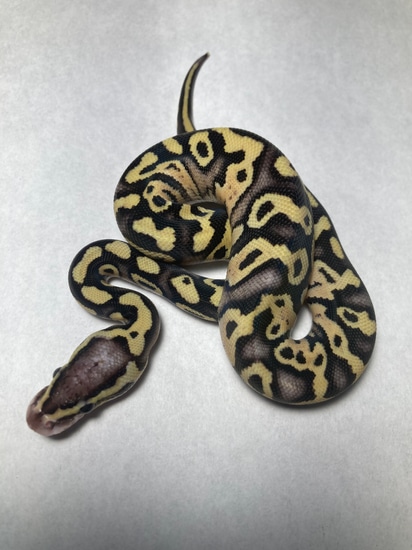 Firefly Leopard Het Clown Ball Python by Maverick Clutch