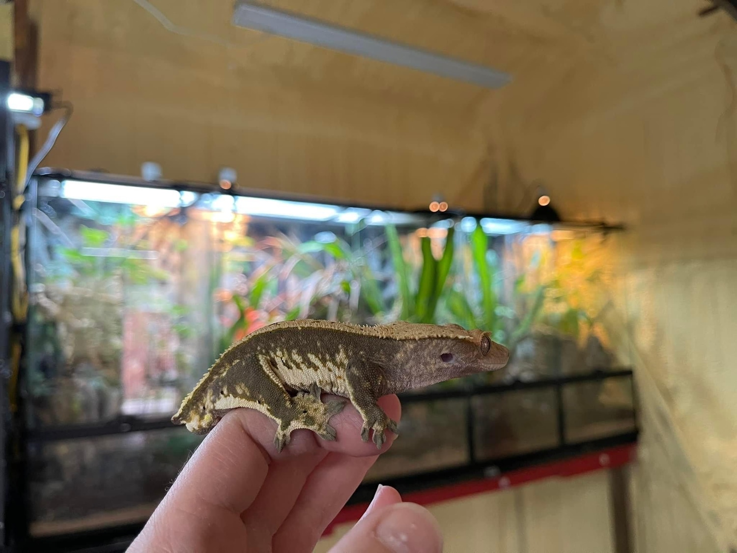 Male Lavender And Cream Harlequin Crested Gecko by Chromatic Chameleons ...