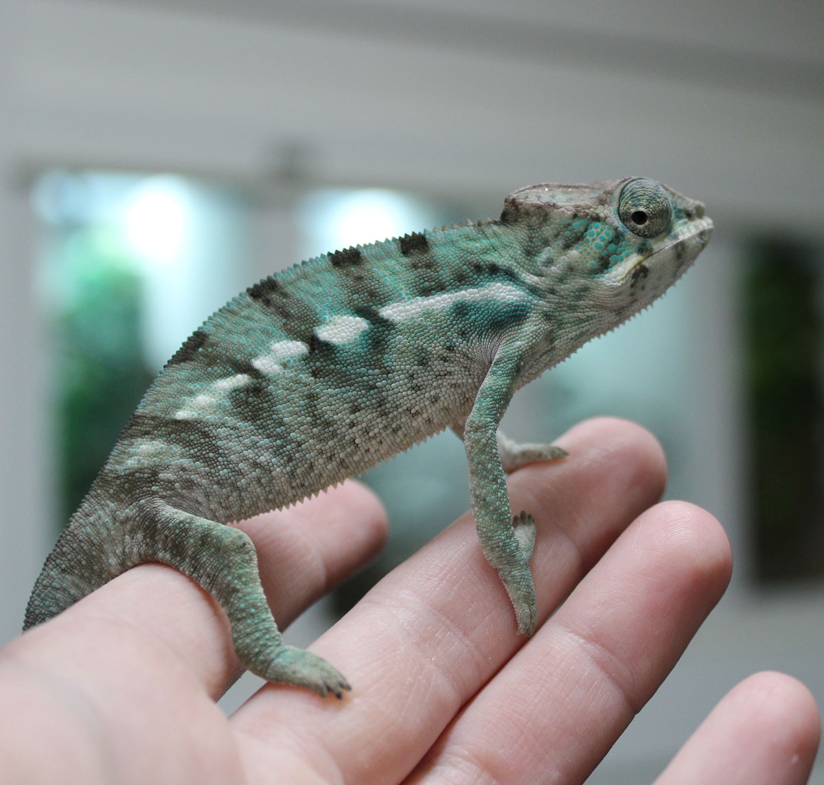 True Blue Nosy Be Panther Chameleon by Chromatic Chameleons and Exotics ...