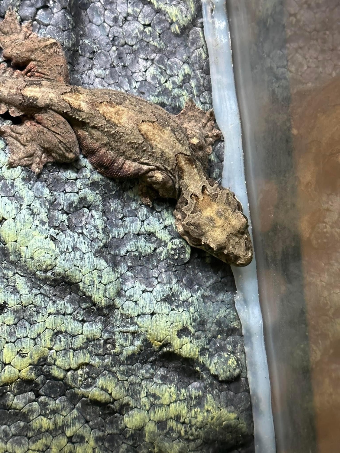 Juvenile CB Flying Gecko More Gecko by Chromatic Chameleons and Exotics ...