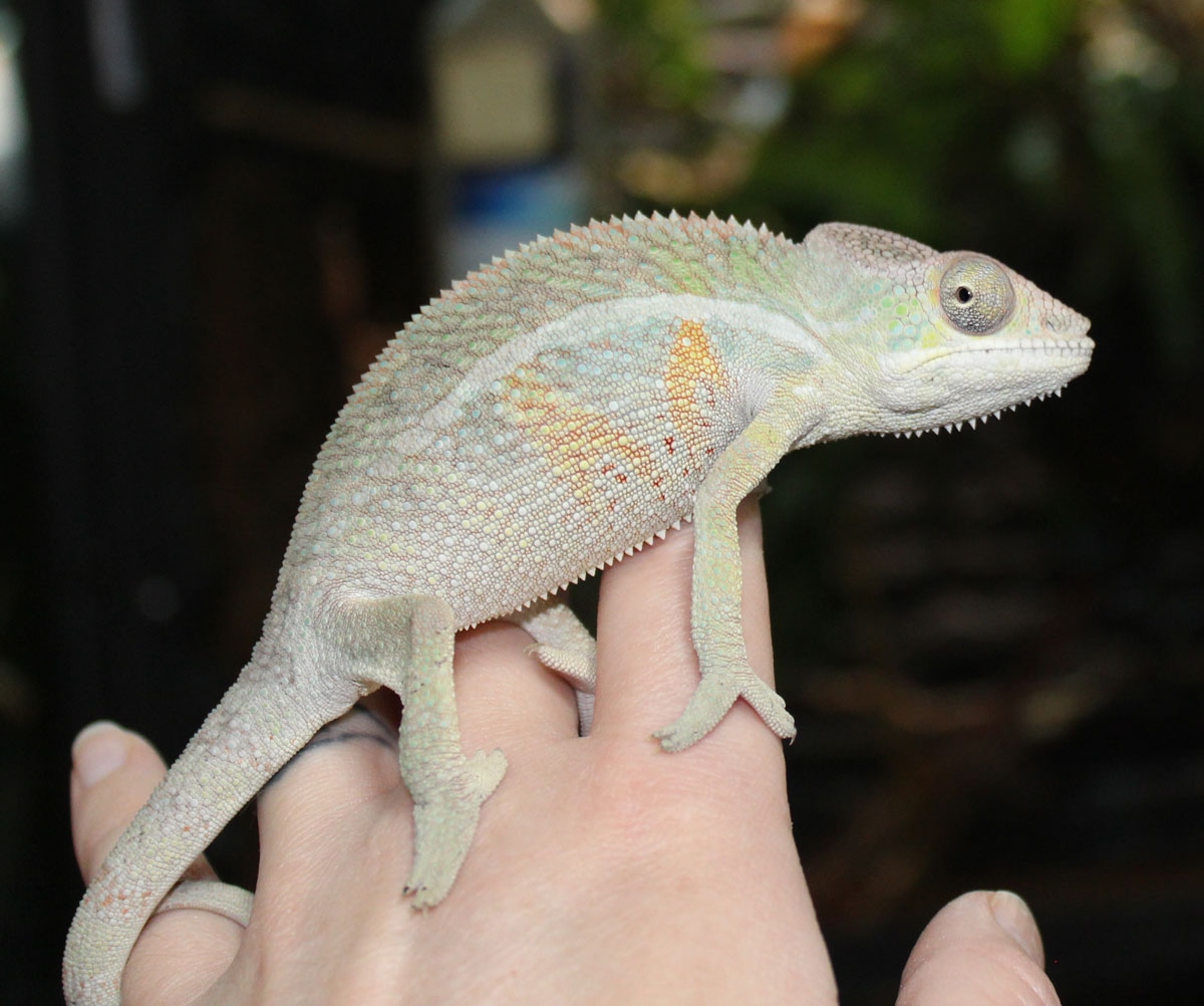 F1 Male Ambilobe Panther Chameleon by Chromatic Chameleons and Exotics - MorphMarket