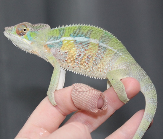 Male YBBB Ambilobe Panther Chameleon by Chromatic Chameleons and Exotics