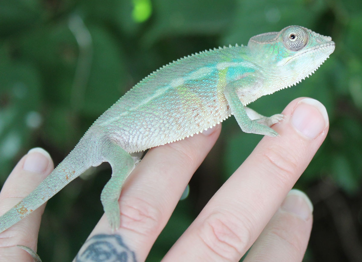 Yellow Body Blue Bar Ambilobe Panther Chameleon by Chromatic Chameleons ...