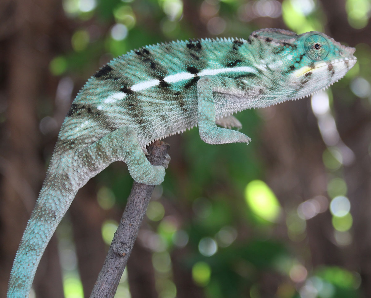 True Blue Juvenile Male Nosy Be Panther Chameleon by Chromatic ...