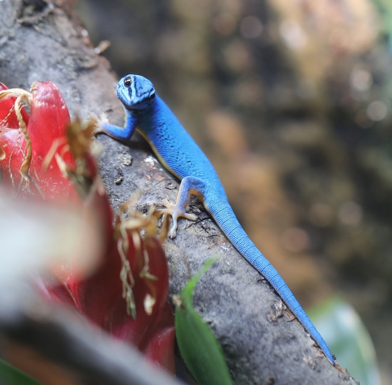 Adult Małe Lygodactylus Williamsi Electric Blue Day Gecko by Chromatic ...