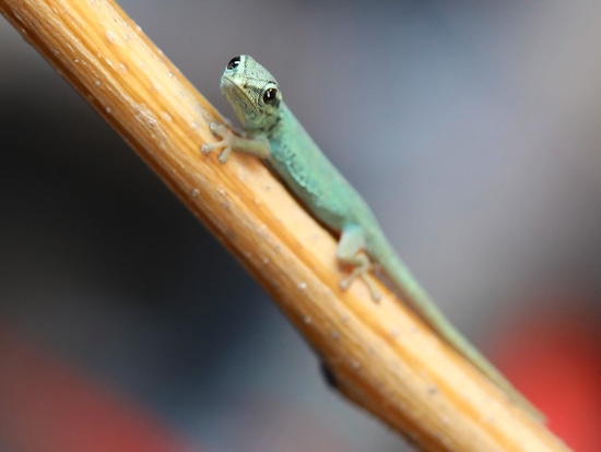 Juvenile Lygodactylus Williamsi Electric Blue Day Gecko by Chromatic ...