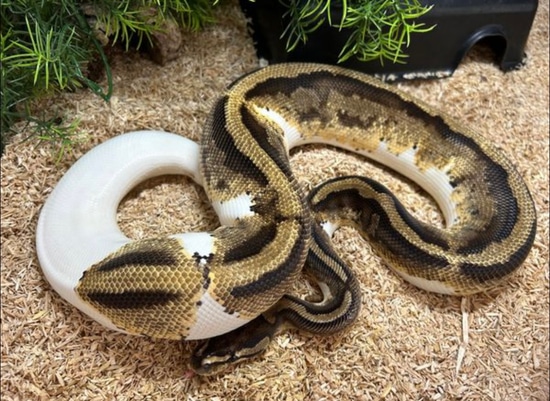 YellowBelly Piebald Special Offer For Hamm Ball Python by MisterSmm‘s ...