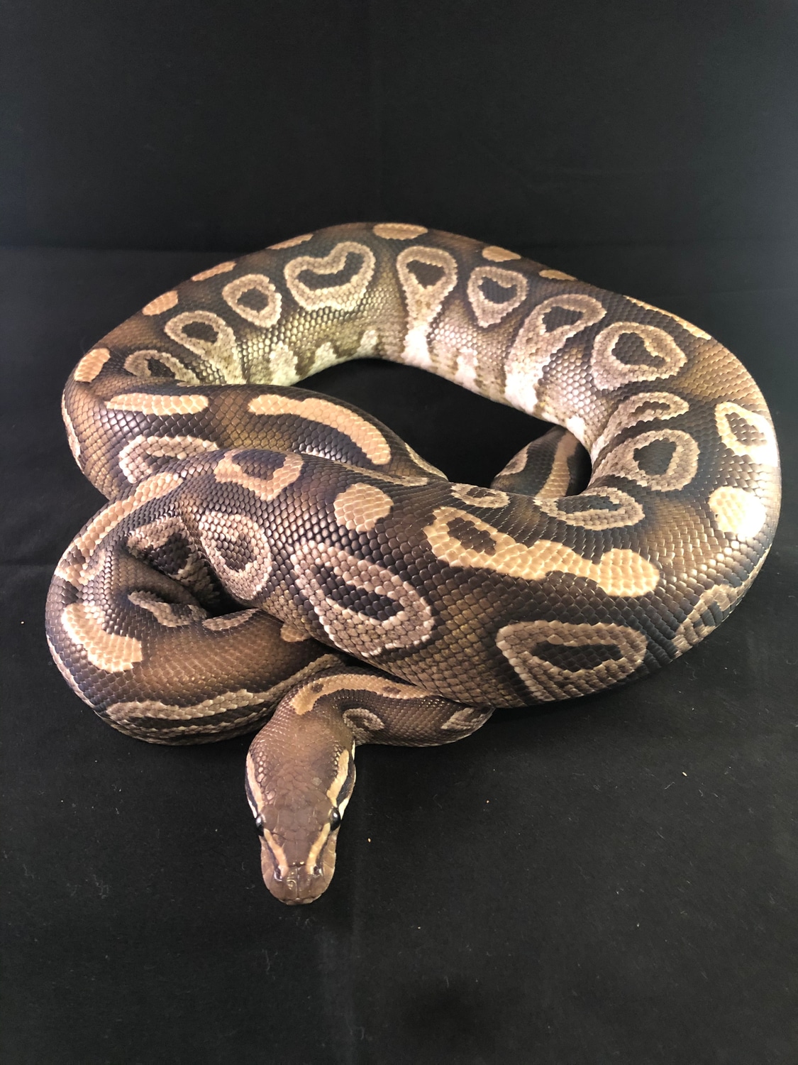 Marvel Mojave Ball Python by Monterey Bay Morphs - MorphMarket