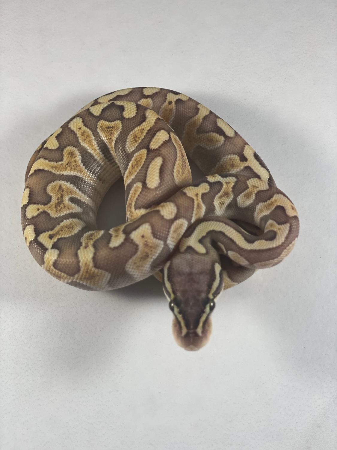 Ghi Butter Pastel Hypo Ball Python by Monterey Bay Morphs - MorphMarket