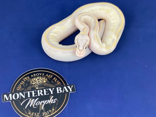 Ivory Pastel 66% Het Pied Ball Python by Monterey Bay Morphs