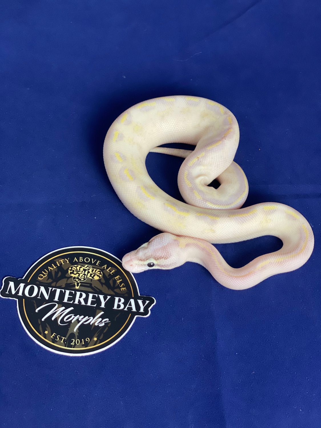 Ivory Pastel 66% Het Pied Ball Python by Monterey Bay Morphs - MorphMarket