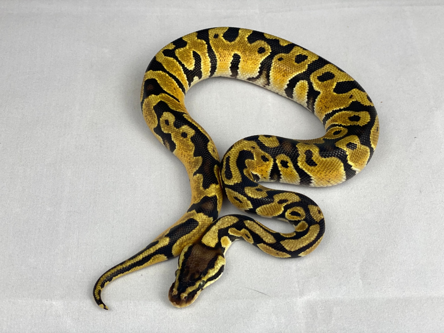 Enchi DH Clown Hypo Ball Python by Monterey Bay Morphs - MorphMarket