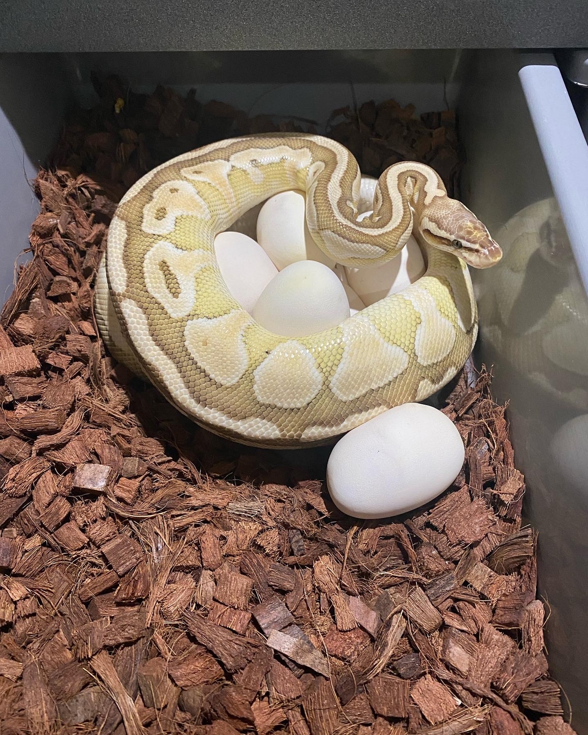 Butter Pastel Ball Python by Monterey Bay Morphs - MorphMarket
