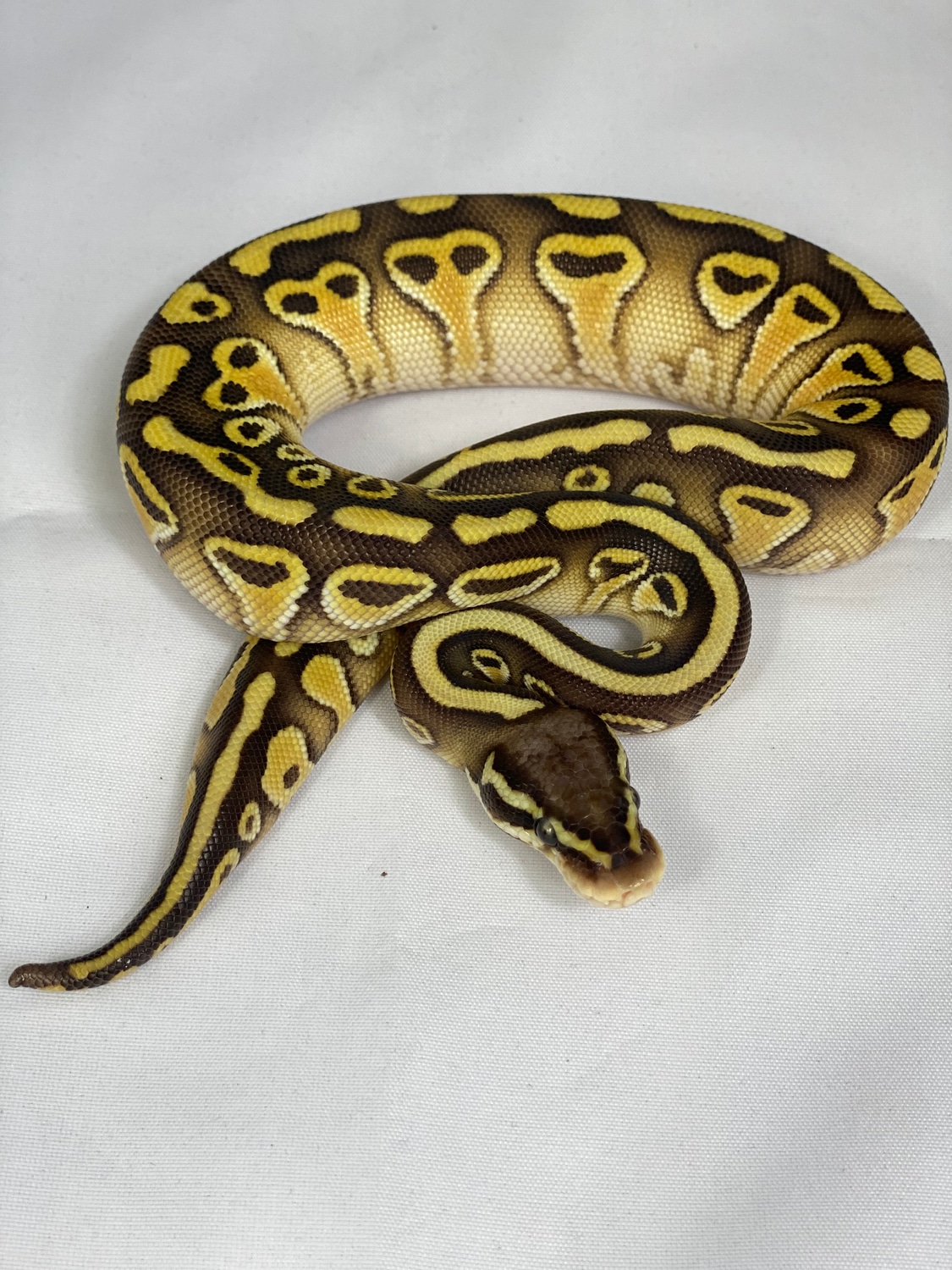 Blonde Pastel Blackhead Butter 100% Het Clown 50% Het Pied 50% Het Hypo ...