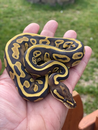 Leopard Mojave Ball Python by Monterey Bay Morphs