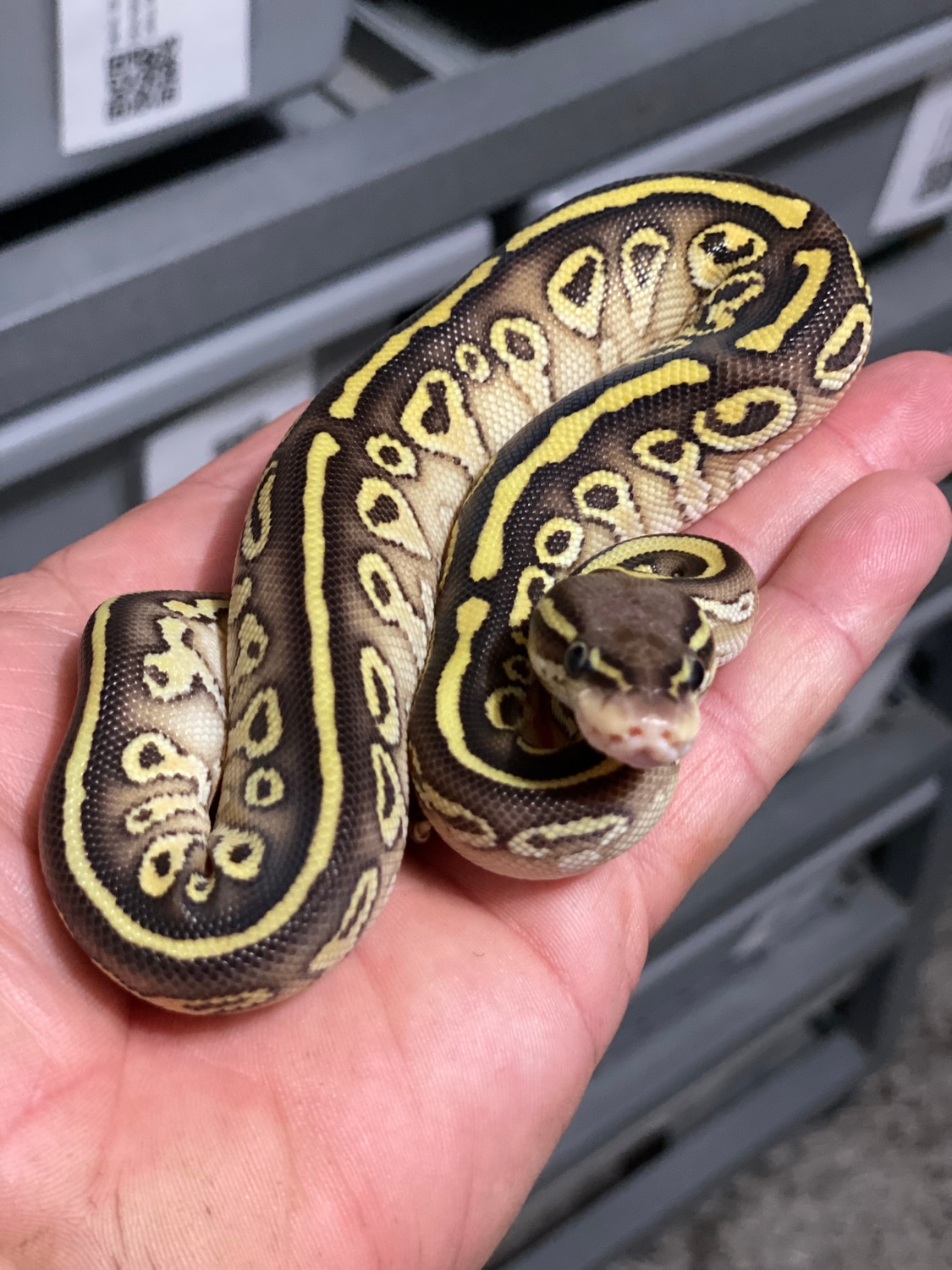 Butter Hurricane Ball Python by Monterey Bay Morphs - MorphMarket
