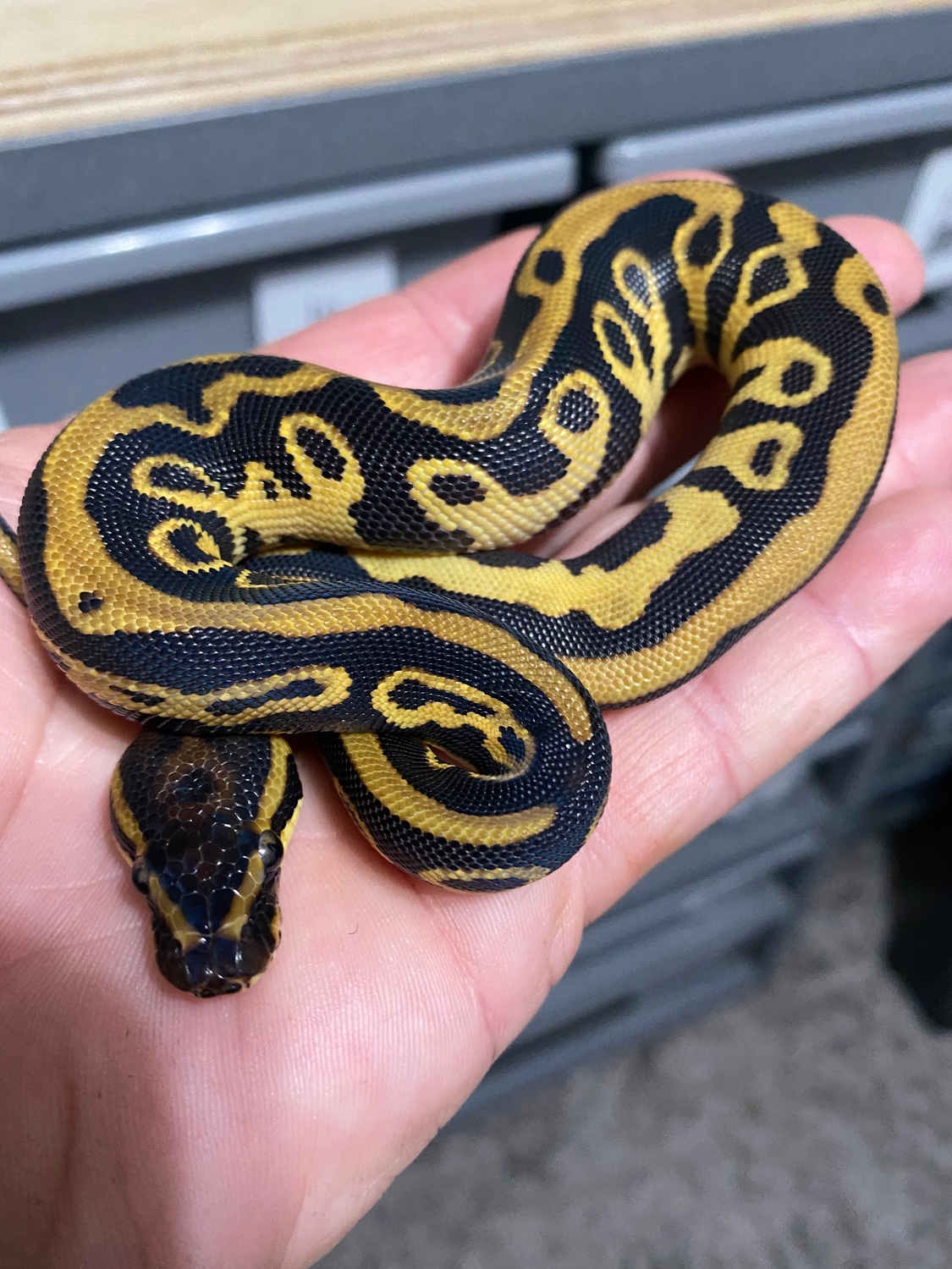 Hurricane Orange Dream Leopard Ball Python by Monterey Bay Morphs ...