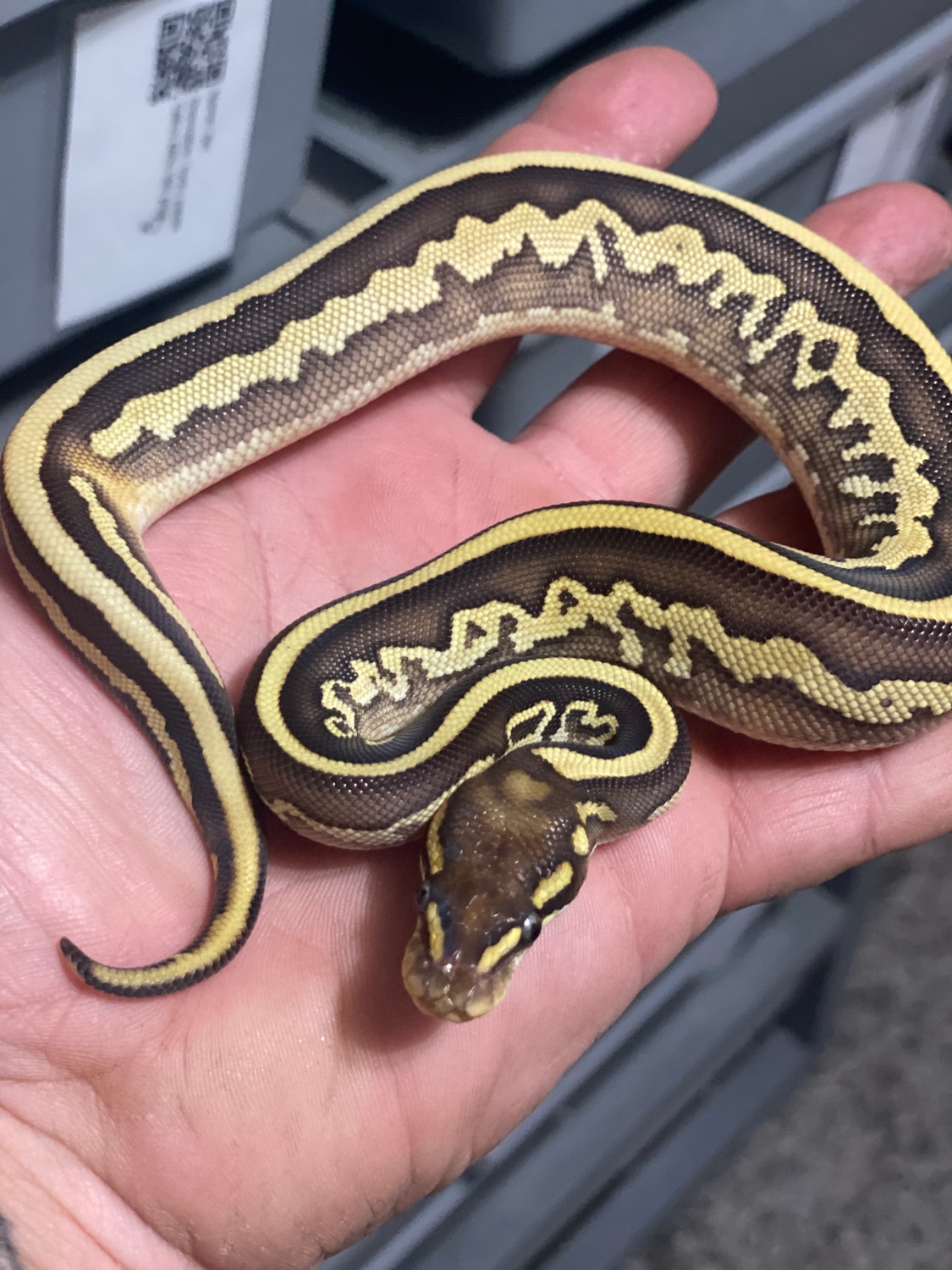 Hurricane Leopard Mojave Yellowbelly Ball Python by Monterey Bay Morphs ...