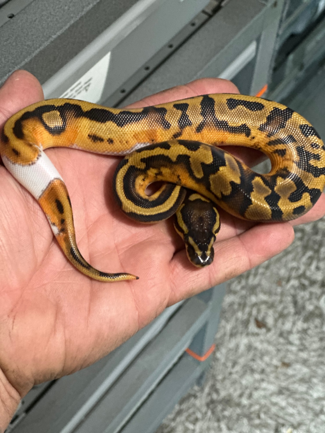 Pied Ball Python by Monterey Bay Morphs - MorphMarket