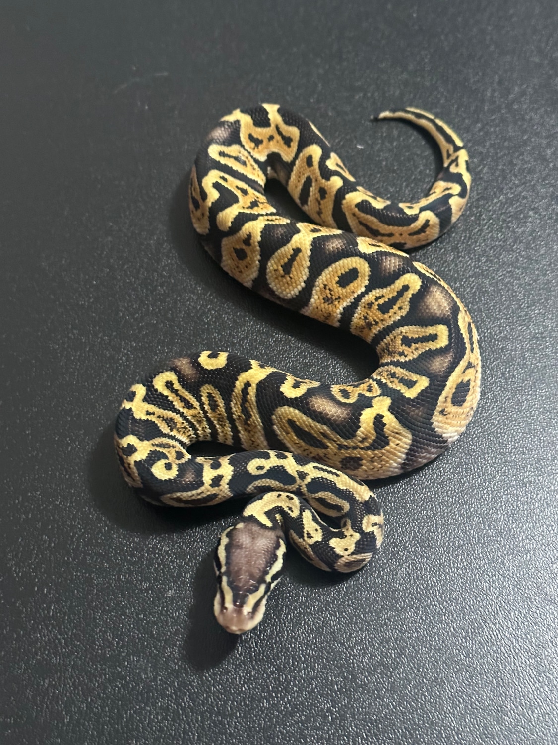 Ghi Pastel 100% Het Hypo Ball Python by Monterey Bay Morphs - MorphMarket