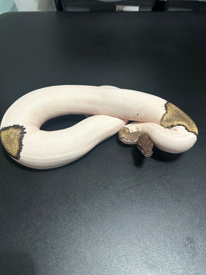 Mojave Pied RTB Ball Python by Monterey Bay Morphs