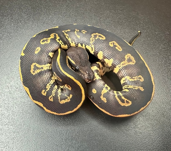 Black Head Mystic Acid Ball Python by Monterey Bay Morphs