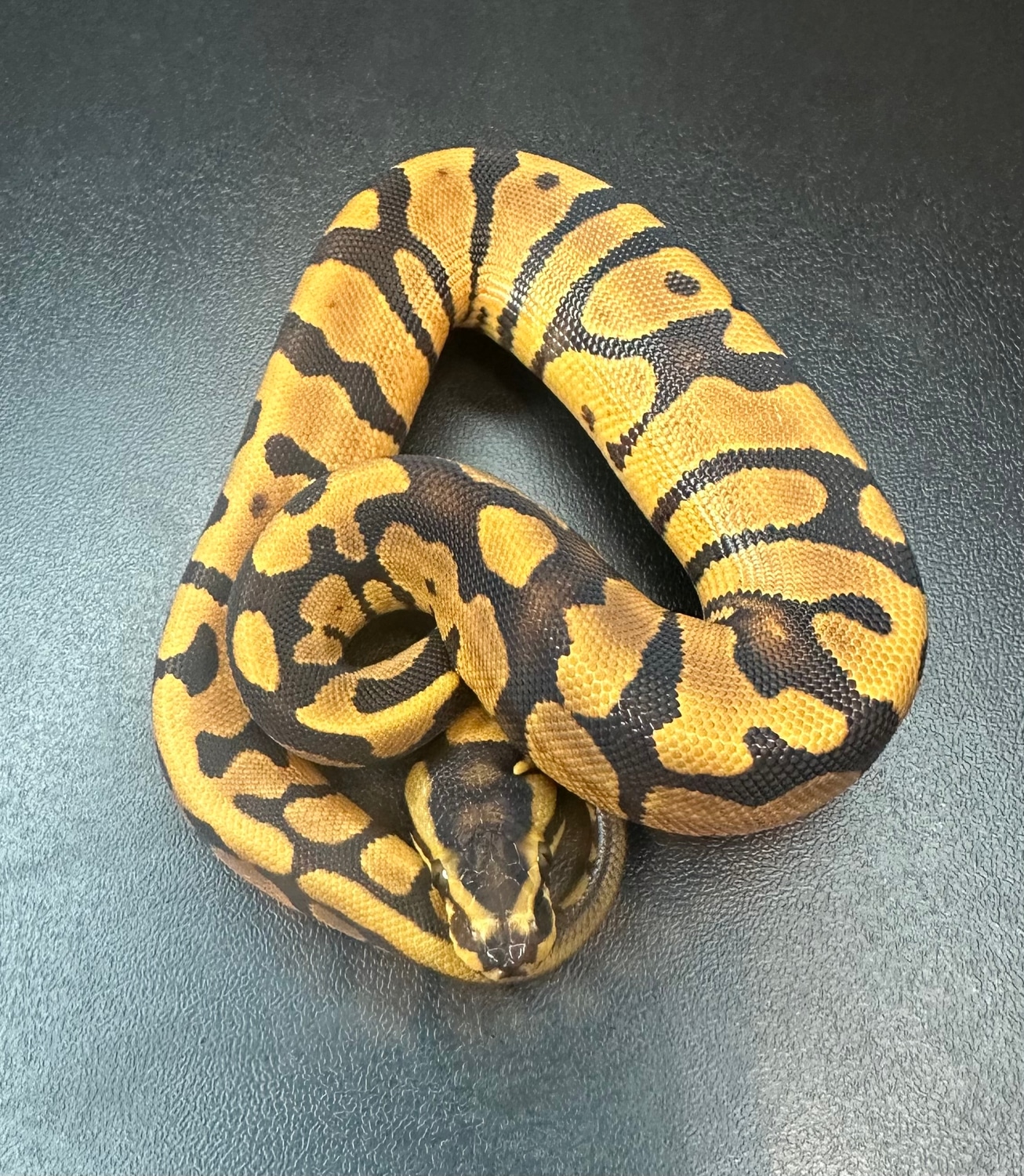Enchi Acid Ball Python by Monterey Bay Morphs - MorphMarket