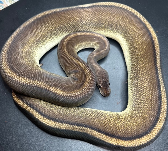 Cinnamon G-Stripe Ball Python by Monterey Bay Morphs