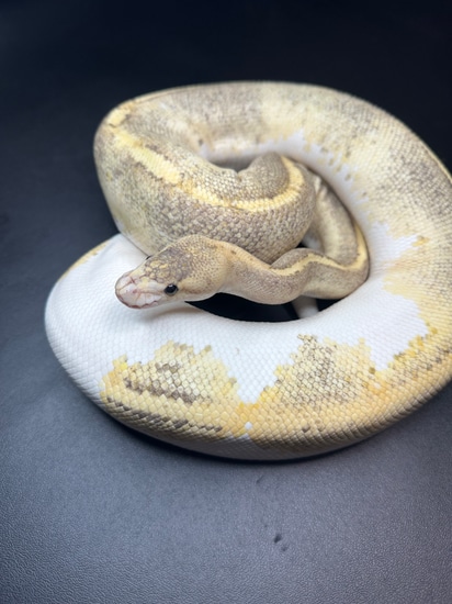 PB Champagne Fire Yellowbelly Ball Python by Monterey Bay Morphs