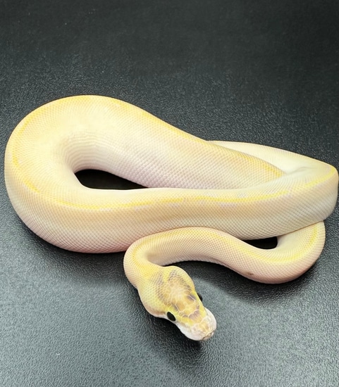 Enchi Ivory Pos Fire Ball Python by Monterey Bay Morphs